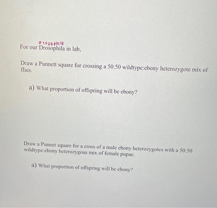 Solved For our Drosophila Drophila in lab, Draw a Punnett | Chegg.com
