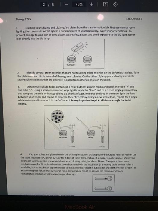 Solved Biology 2245 Lab Session 3 Title: GFP PROTEIN | Chegg.com