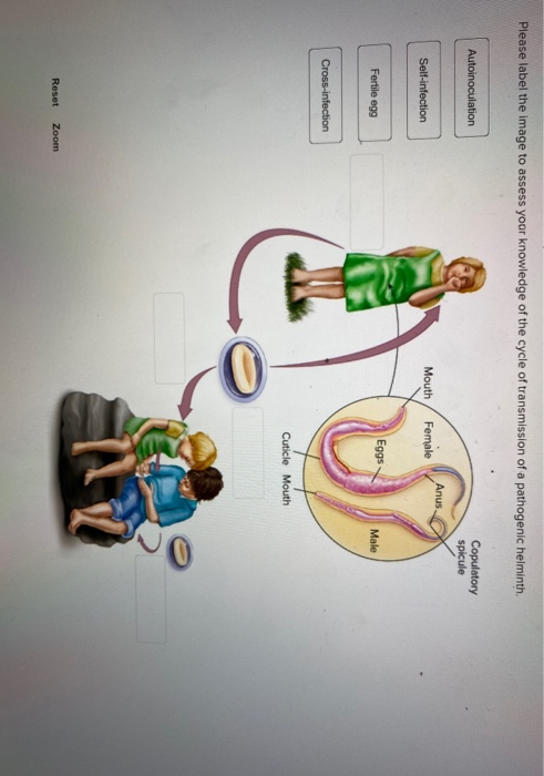 Solved Please label the image to assess your knowledge of | Chegg.com