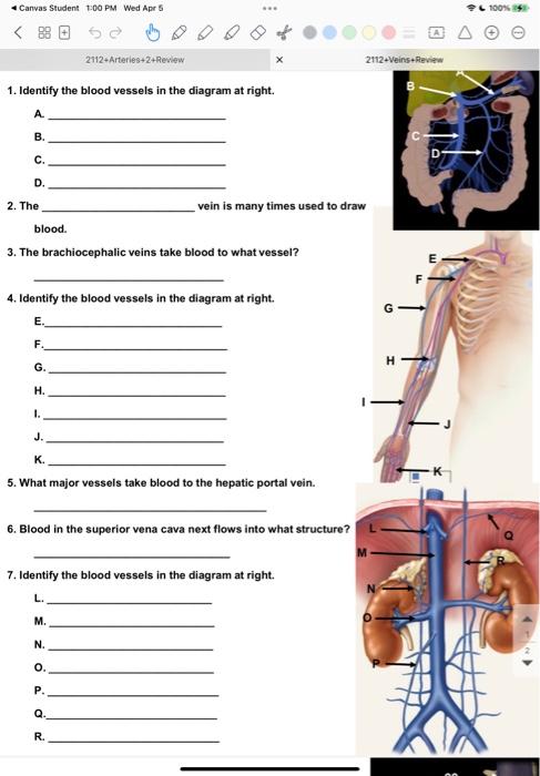 Solved 8. Identify the blood vessels in the diagram at | Chegg.com