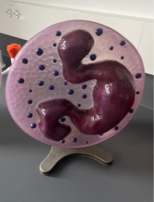 Solved Can you please identify these cell models? | Chegg.com