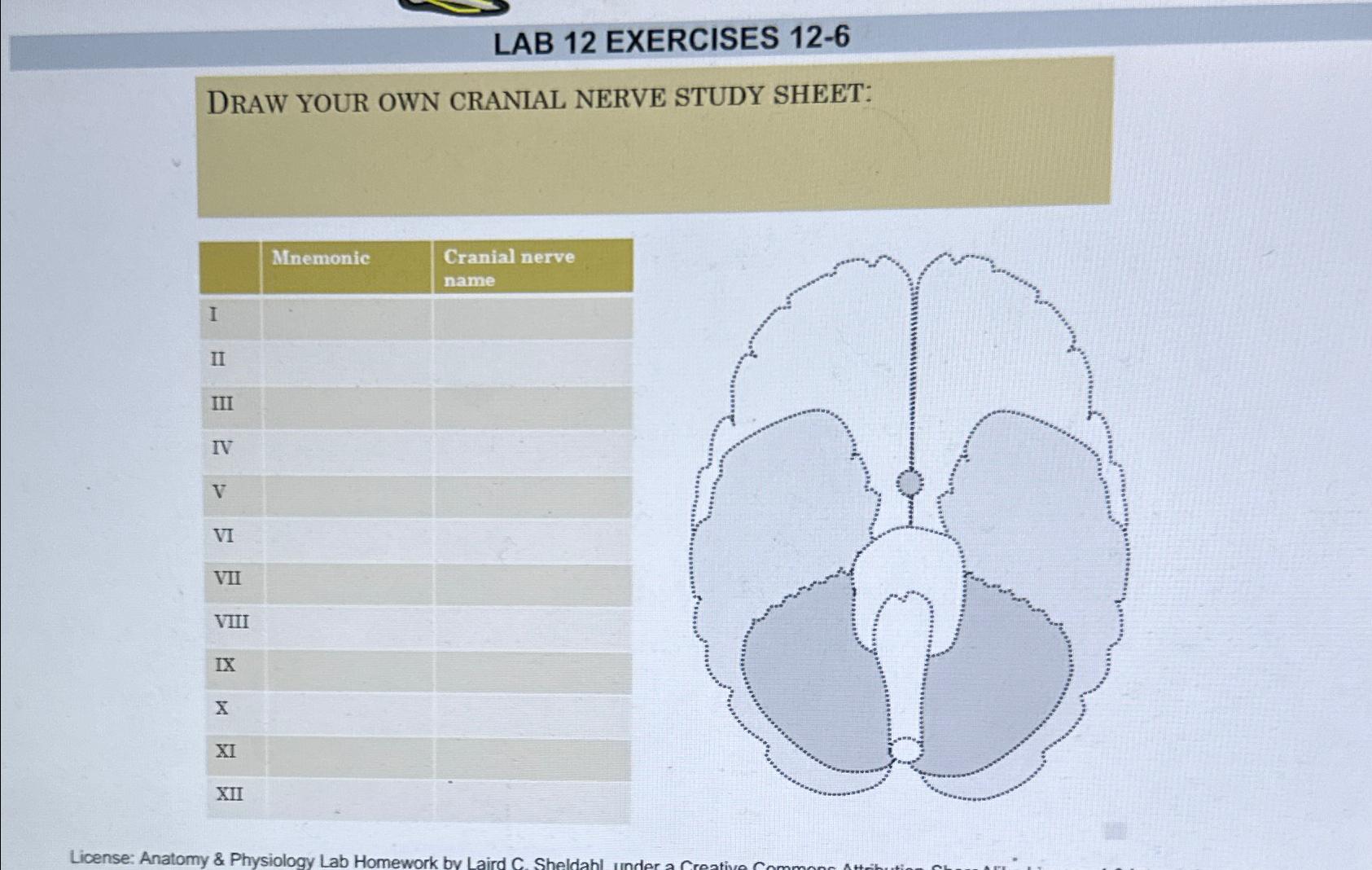 Solved LAB 12 ﻿EXERCISES 12-6DRAW YOUR OWN CRANIAL NERVE | Chegg.com