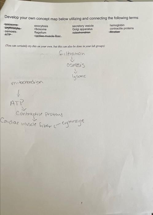 Develop your own concept map below utilizing and | Chegg.com