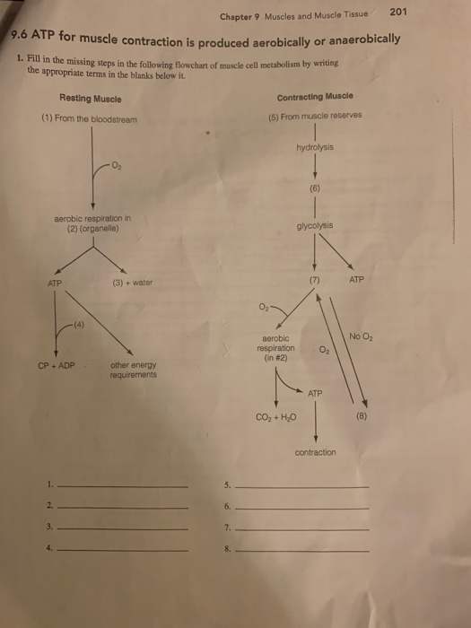 Solved 201 Chapter 9 Muscles and Muscle Tissue 9.6 ATP for | Chegg.com