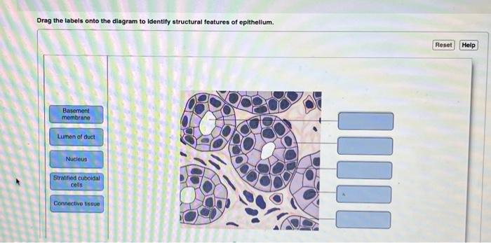 Solved Drag the labels onto the diagram to identify | Chegg.com