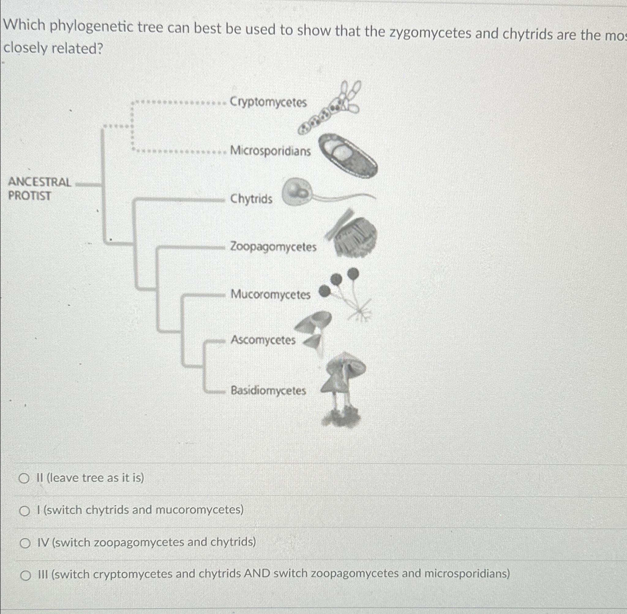 Solved Which phylogenetic tree can best be used to show that | Chegg.com