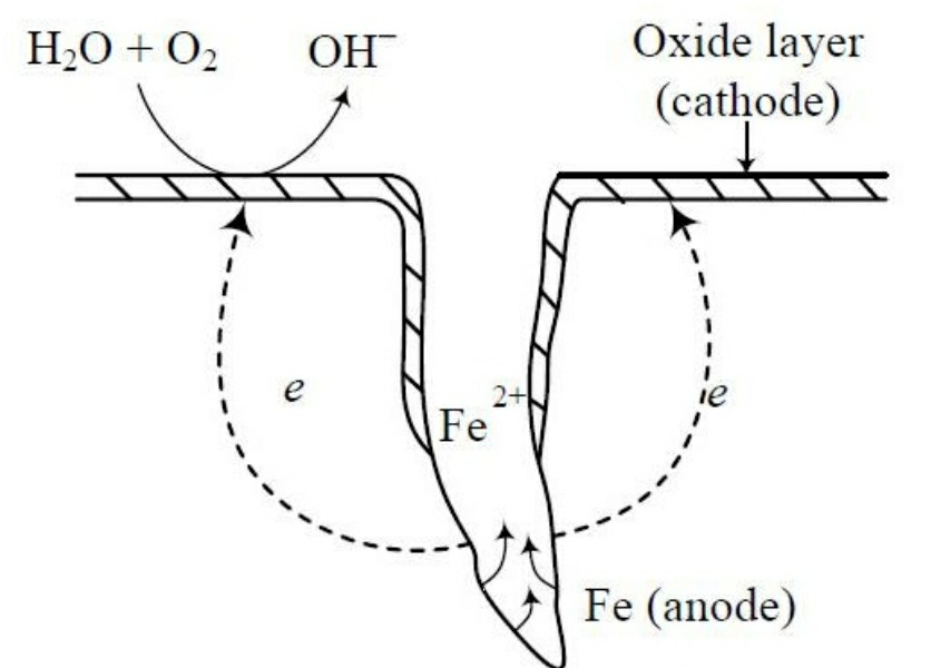 Solved explain this corrosion behavior by using the closed | Chegg.com