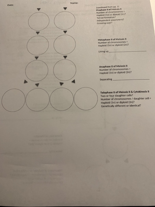 Solved Date: MEIOSIS Chromosome Worksheet In the MEIOSIS | Chegg.com