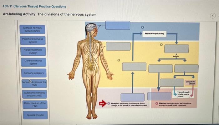 Solved Art-labeling Activity: The divisions of the nervous | Chegg.com