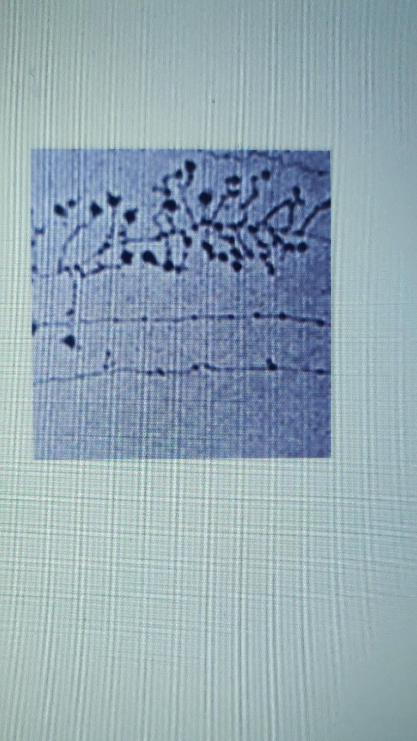 Solved Q18. How will you read the consensus sequence given | Chegg.com