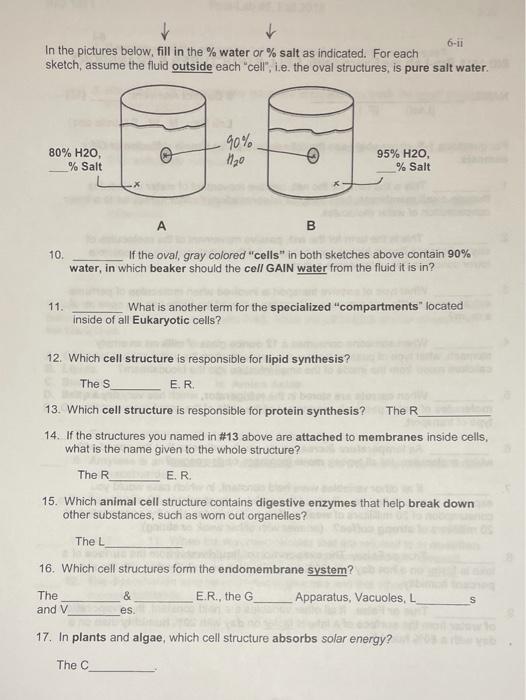 Solved 6-1 NAME: BIO 1511 Pre-Lab for Exercise#6: CELL | Chegg.com