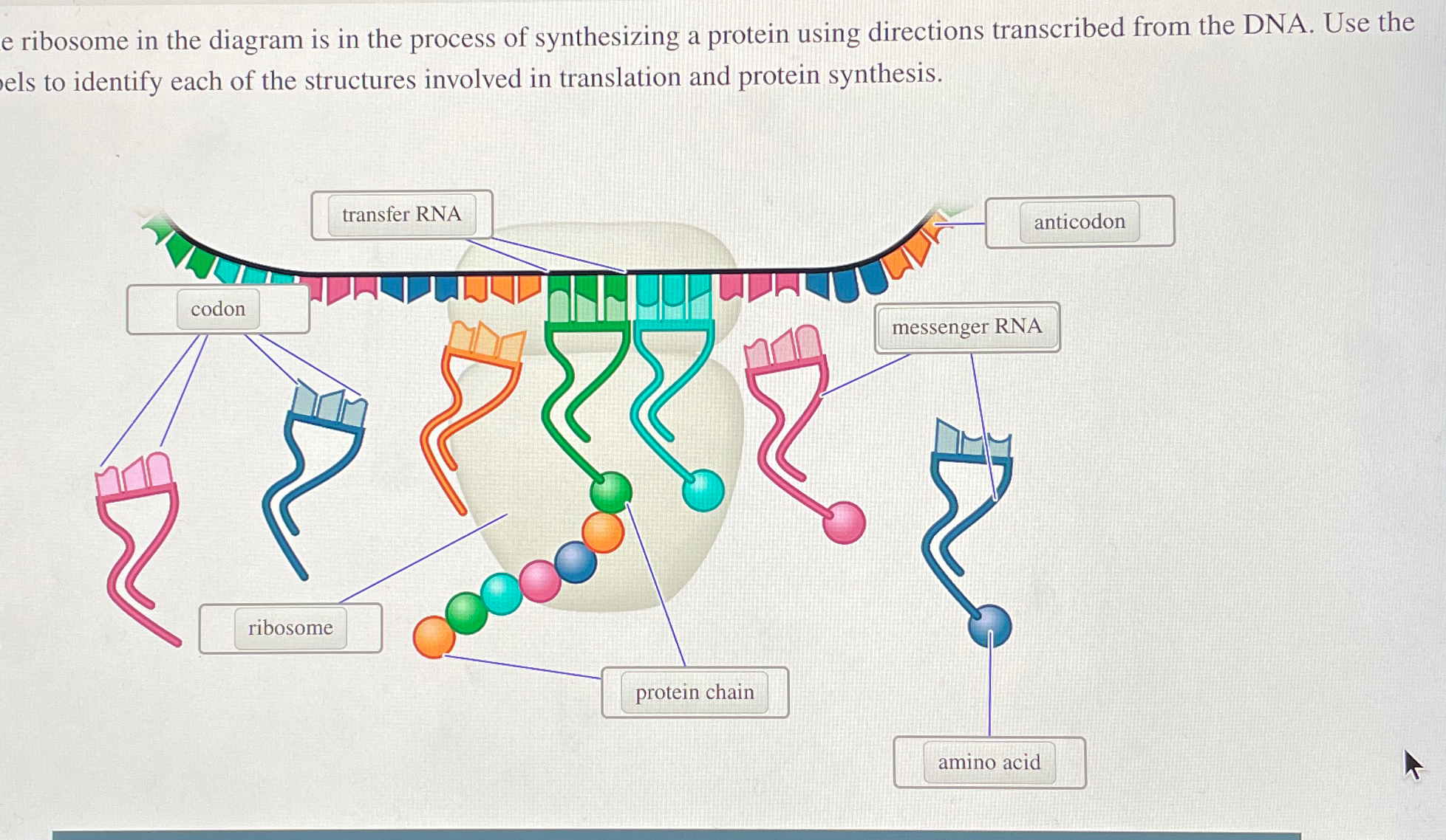 Solved e ribosome in the diagram is in the process of | Chegg.com