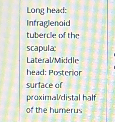 Solved Long head:Infraglenoid tubercle of the scapula; | Chegg.com