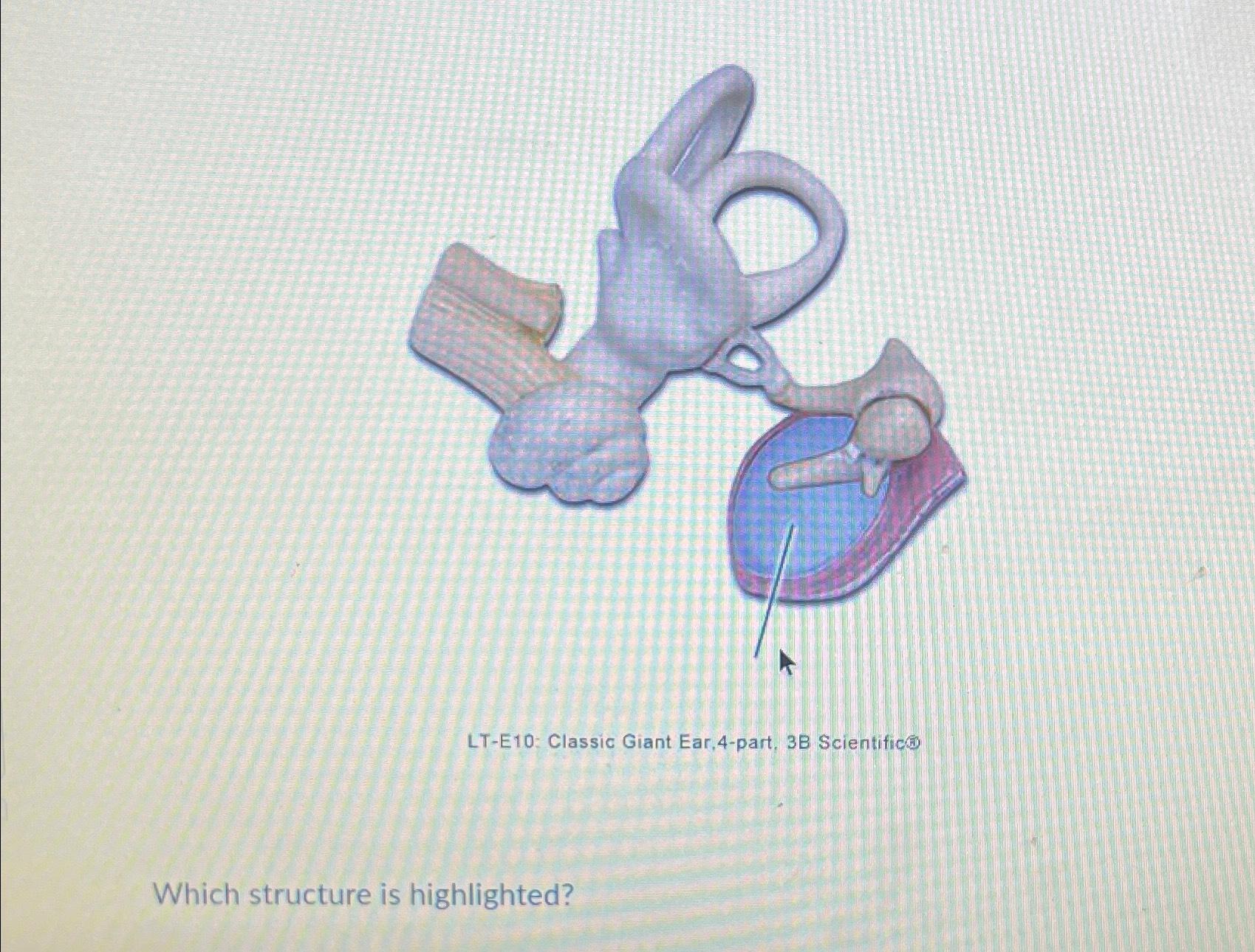 Solved LT-E10: Classic Giant Ear,4-part, 3B ScientificoWhich | Chegg.com
