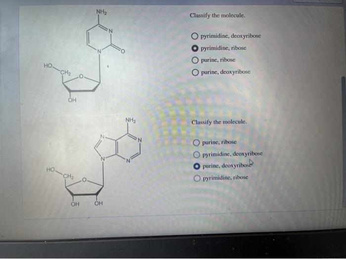 Solved Attempt Classify each nucleotide or nucleoside by the | Chegg.com