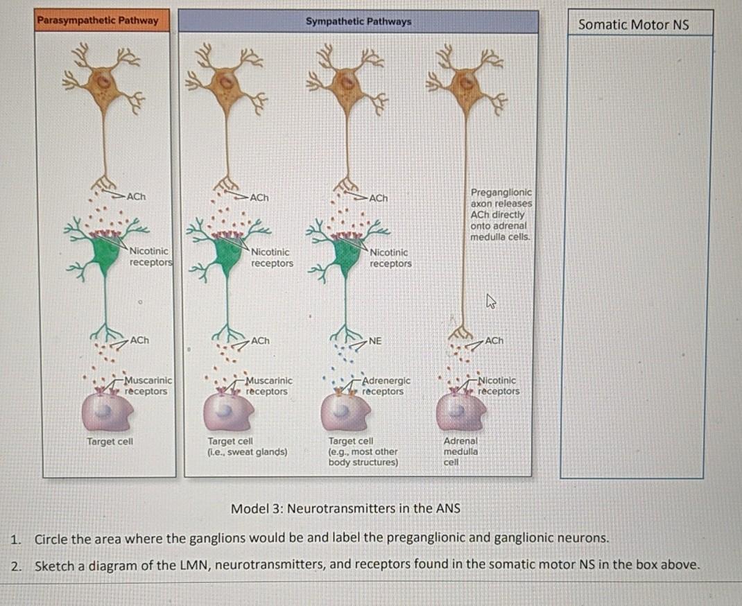 Solved Parasympathetic Pathway Sympathetic Pathways Somatic | Chegg.com