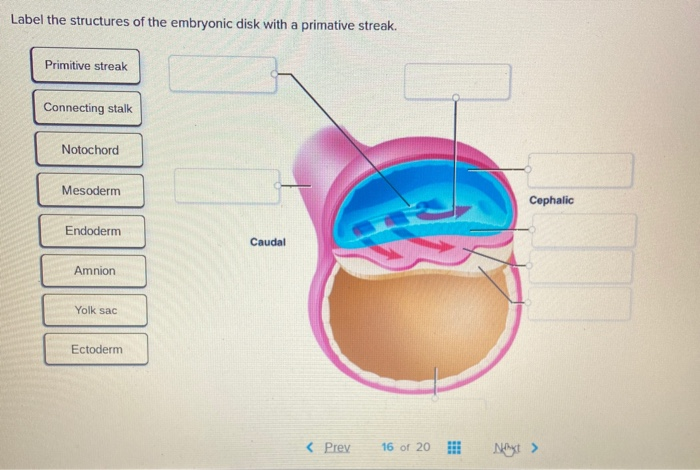 Solved Label the structures of the embryonic disk with a | Chegg.com