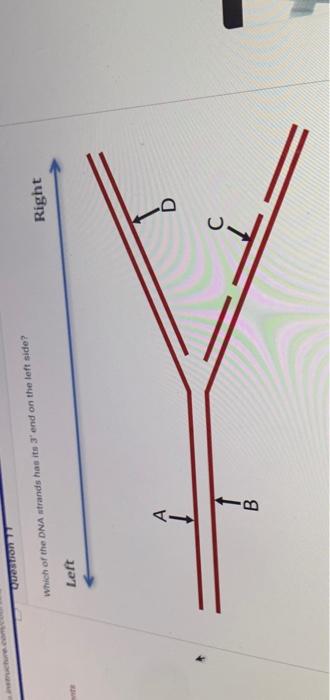 Solved u instructure.com Question 17 Which of the DNA | Chegg.com