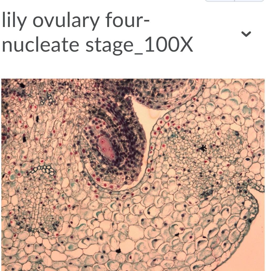 Solved lily ovulary four- nucleate stage_400X lily ovulary | Chegg.com
