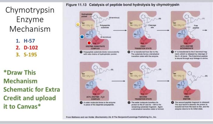 Solved Chymotrypsin Enzyme Mechanism 1. H−57 2. D-102 3. | Chegg.com