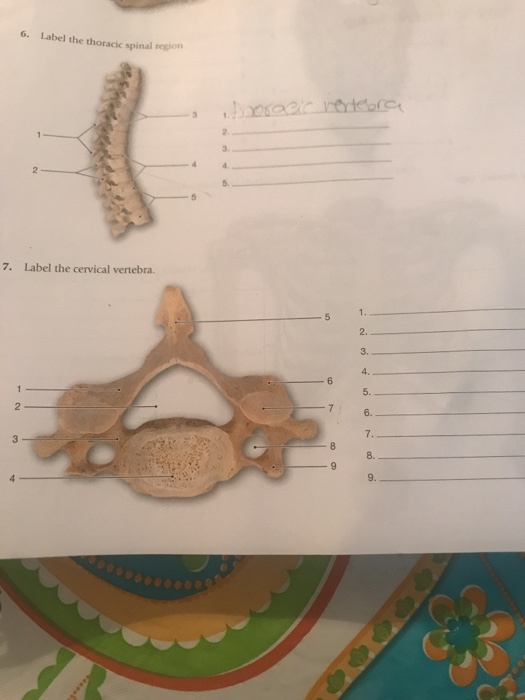 Solved 6. label the thoracic spinal region 7. Label the | Chegg.com