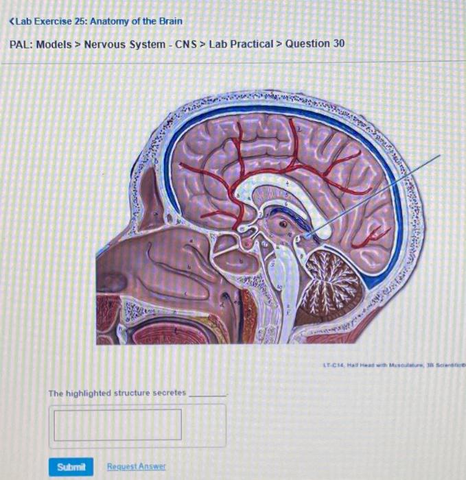 Solved Nervous System: CNS > Quiz > Question 19 Which | Chegg.com
