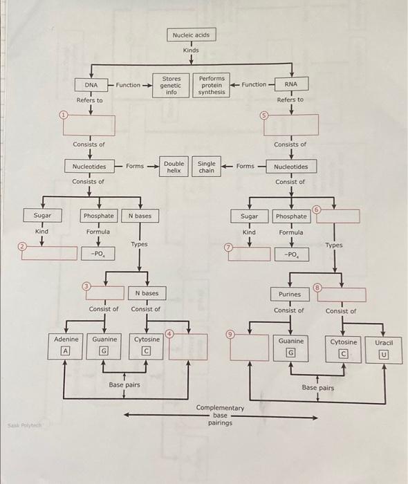 concept map of nucleic acids | Chegg.com