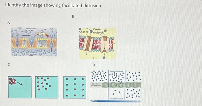Solved Identify the image showing facilitated diffusion A C | Chegg.com