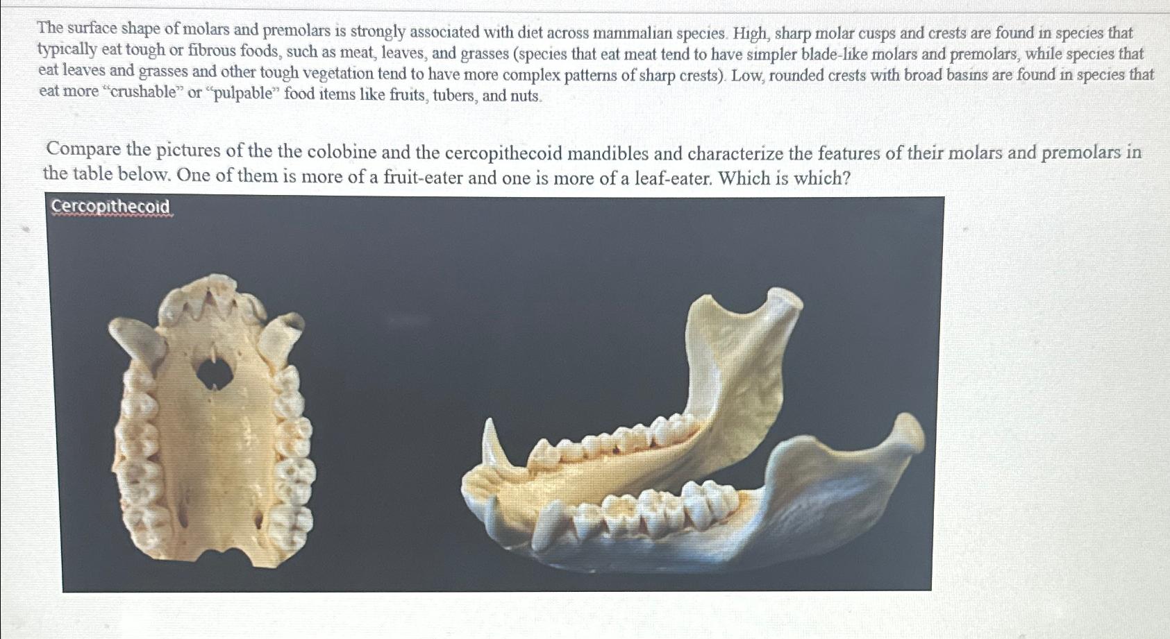 Solved The surface shape of molars and premolars is strongly | Chegg.com