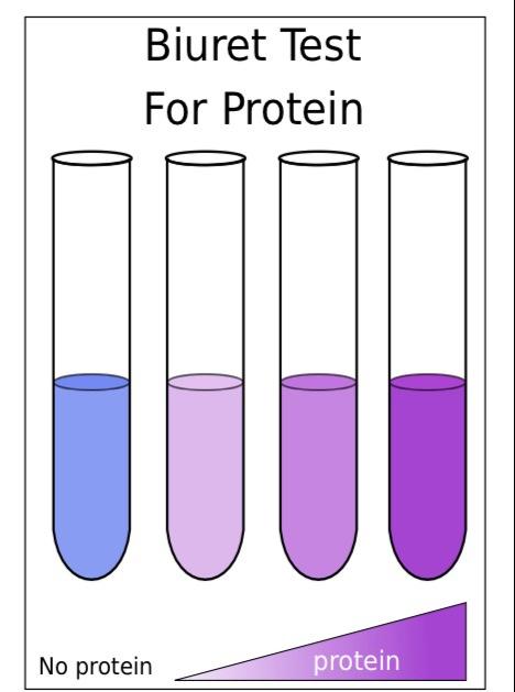 Solved Based on the procedure and results, Please fill out | Chegg.com