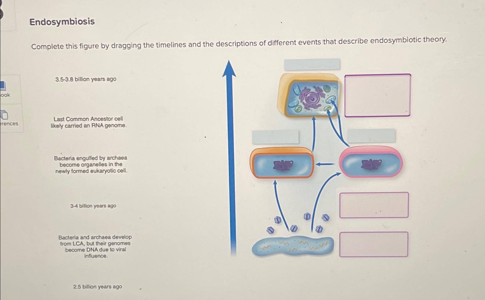 Solved EndosymbiosisComplete this figure by dragging the | Chegg.com