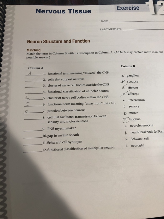 Solved Exercise Nervous Tissue NAME LAB TIME/DATE Neuron | Chegg.com