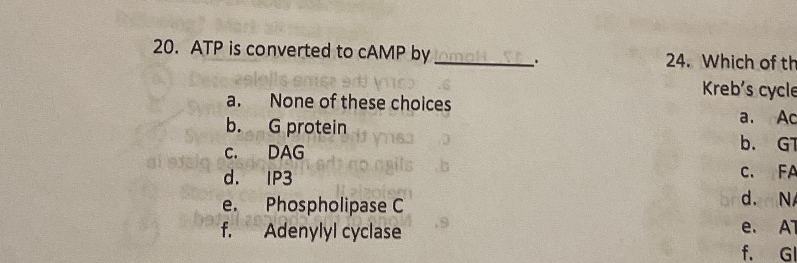 Solved ATP is converted to CAMP byWhich of tha. ﻿None of | Chegg.com