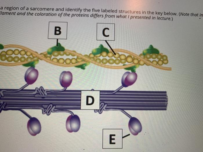 Solved Refer to the illustration of a region of a sarcomere | Chegg.com