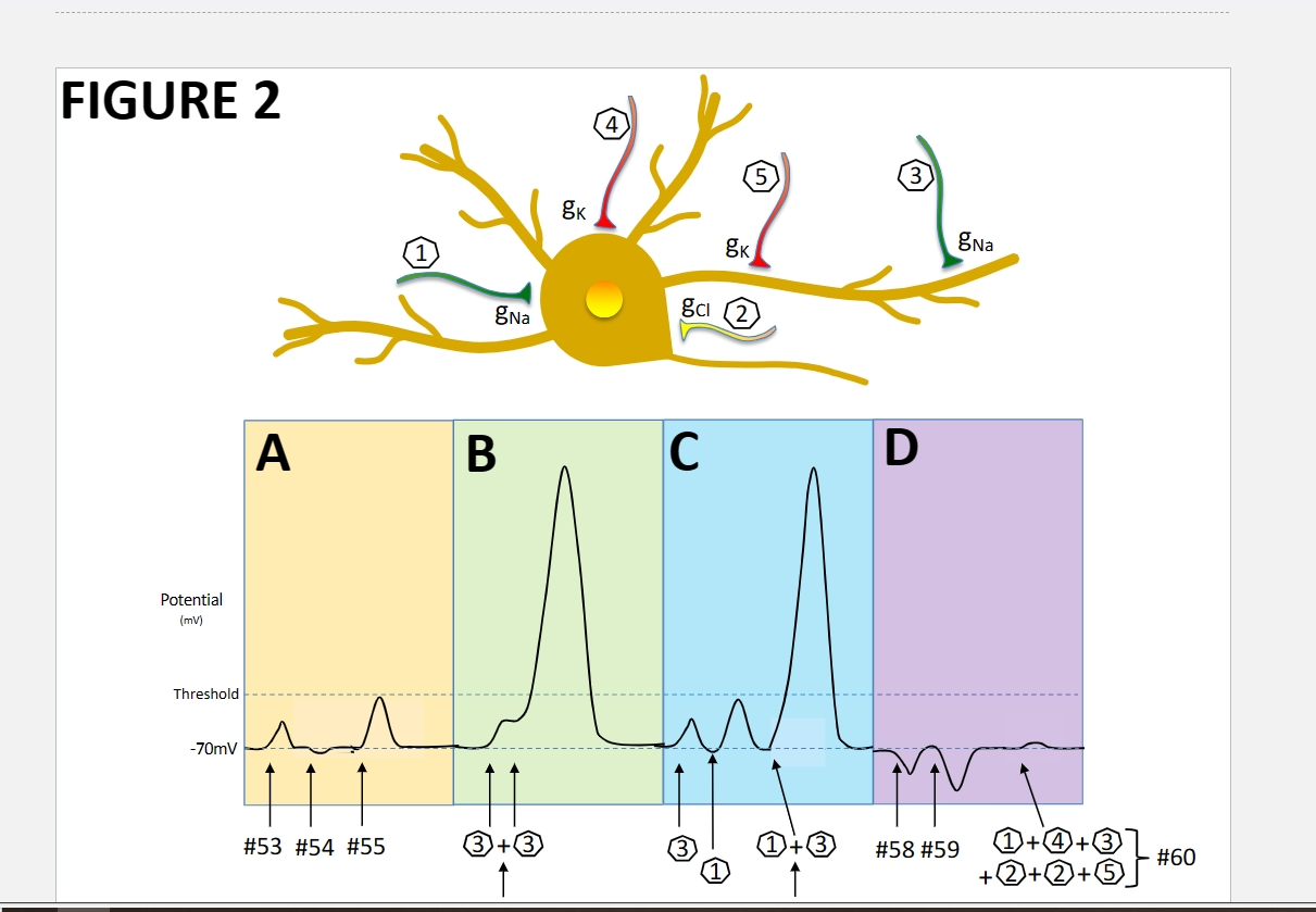 Solved The Phenomenon Illustrated In Panel B In Figure 2