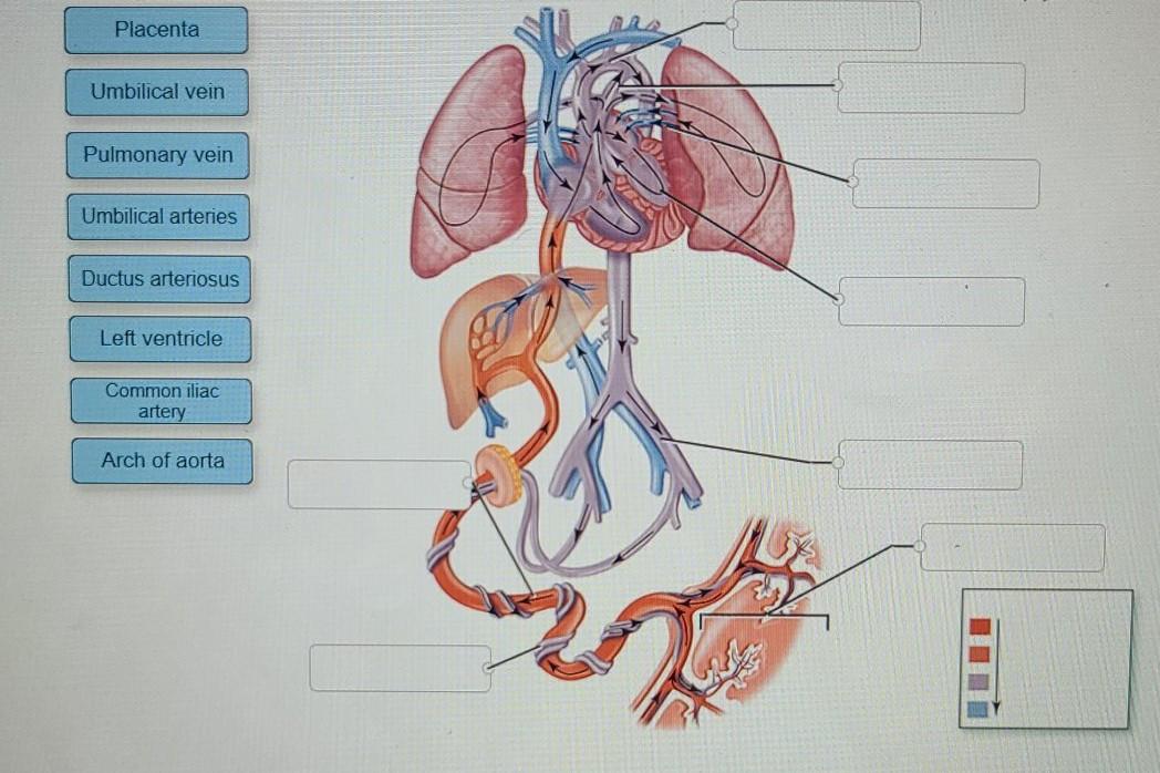 Ductus Venosus Ductus Arteriosus And Foramen Ovale