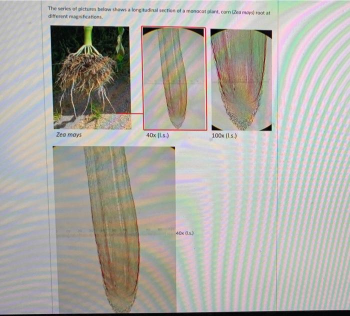 Solved The series of pictures below shows a longitudinal | Chegg.com