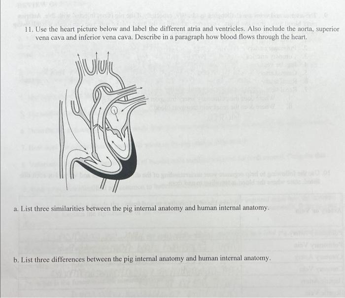 Solved 11. Use the heart picture below and label the | Chegg.com