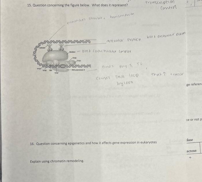 Solved 15. Question concerning the figure below. What does | Chegg.com