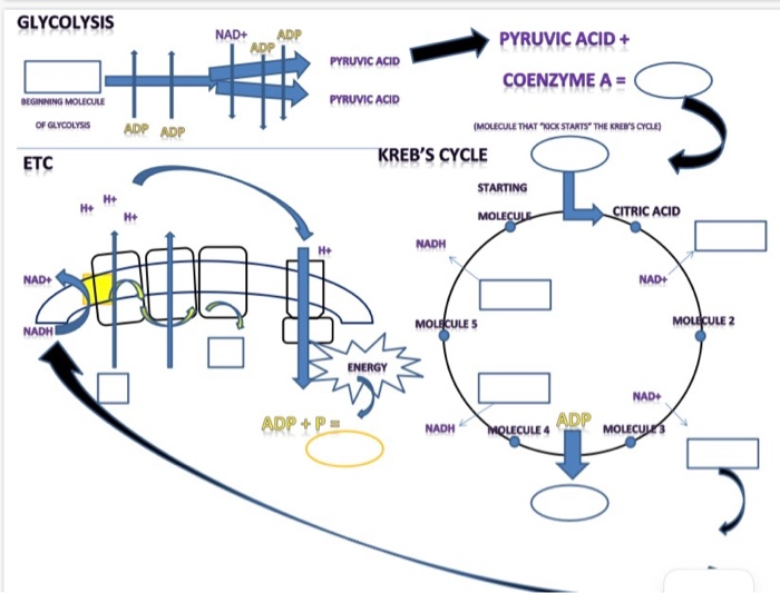 Solved GLYCOLYSIS NAD+ ADP ADP BEGINNING MOLECULE OF | Chegg.com
