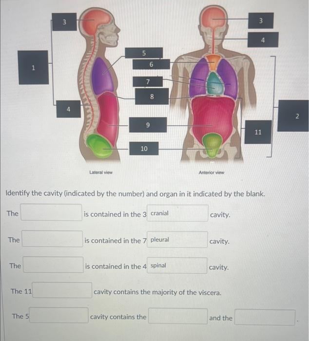 \r\n\r\nIdentify the organ indicated by the number | Chegg.com