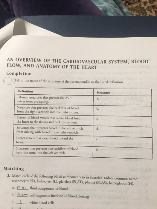 Solved AN OVERVIEW OF THE CARDIOVASCULAR SYSTEM, BLOOD FLOW, | Chegg.com