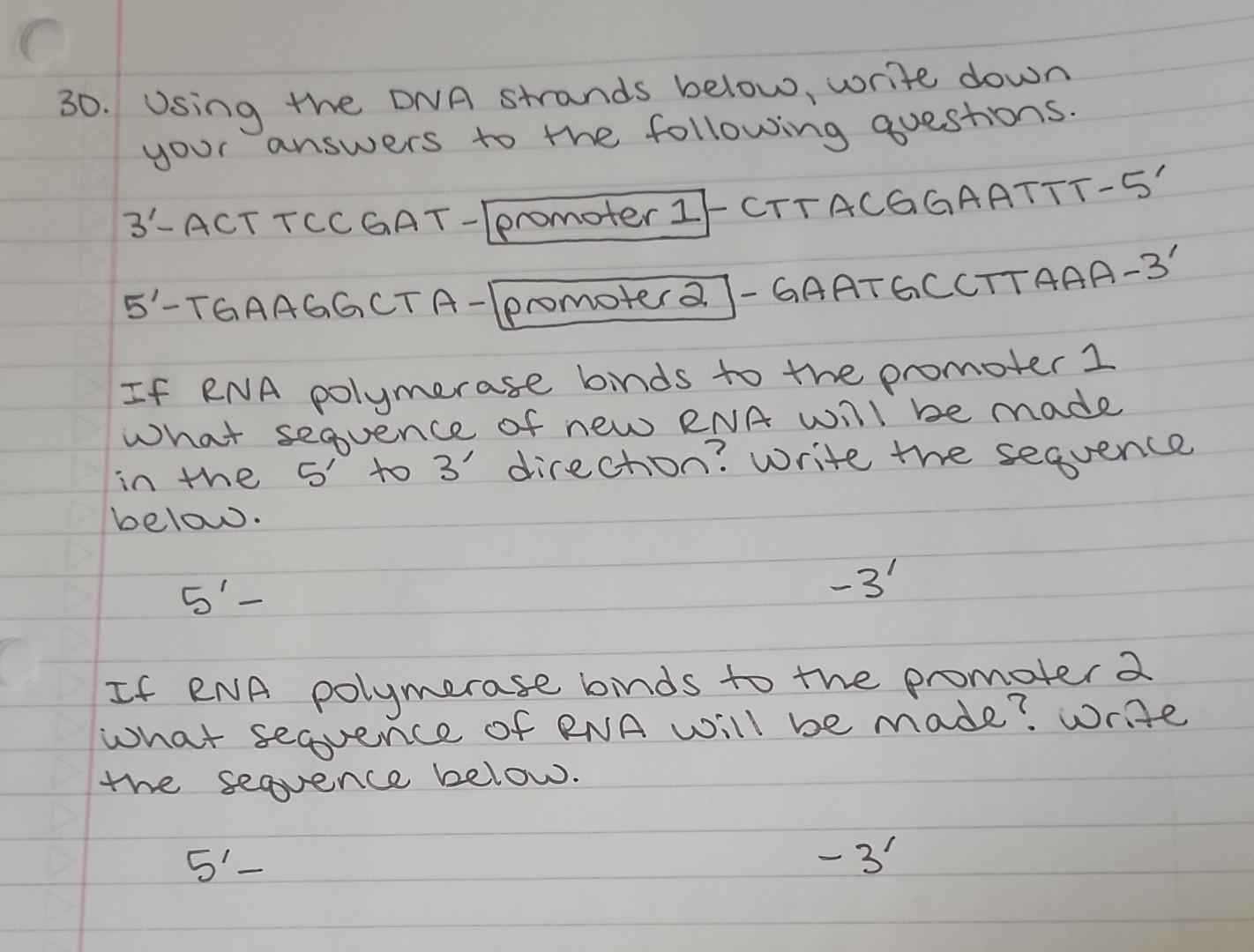 Solved 30. Using the DNA strands below, write down your | Chegg.com