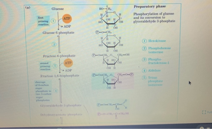 Solved Glycolysis: ATP and energy rich molecules Homework. | Chegg.com