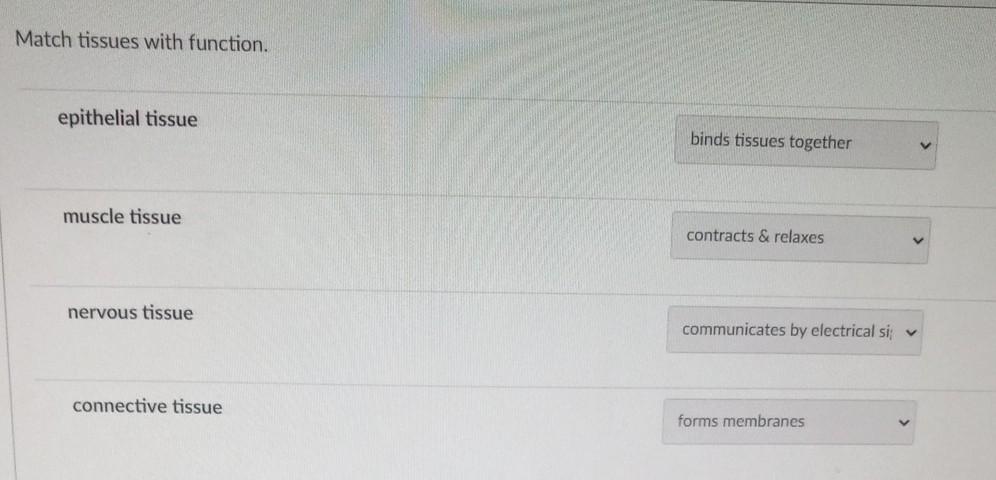 Solved Match tissues with function. epithelial tissue muscle | Chegg.com