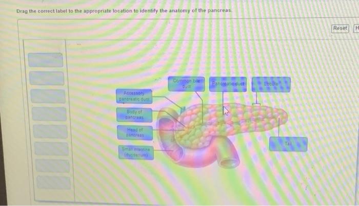 Solved Drag the correct label to the appropriate location to | Chegg.com