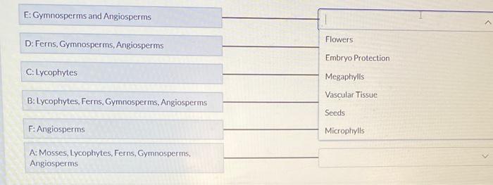 Solved E: Gymnosperms and Angiosperms \begin{tabular}{|l|l|} | Chegg.com