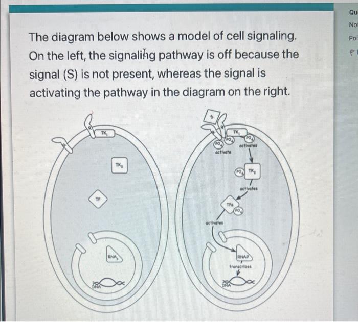 Solved The diagram below shows a model of cell signaling. On | Chegg.com