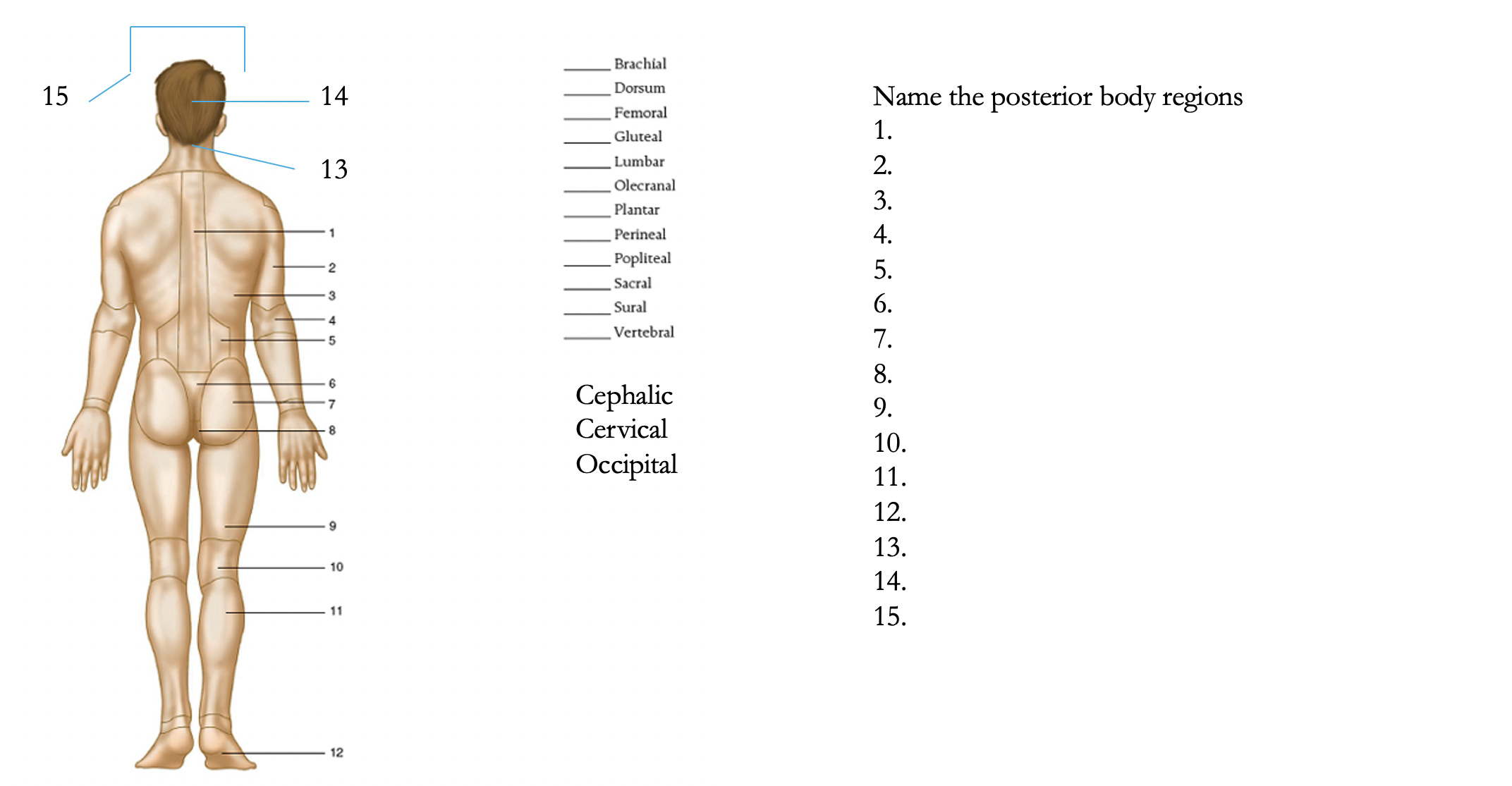 Solved Label the posterior body regions in this picture. | Chegg.com