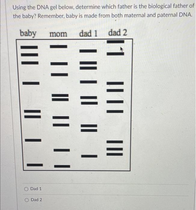 Solved Using the DNA gel below, determine which father is | Chegg.com